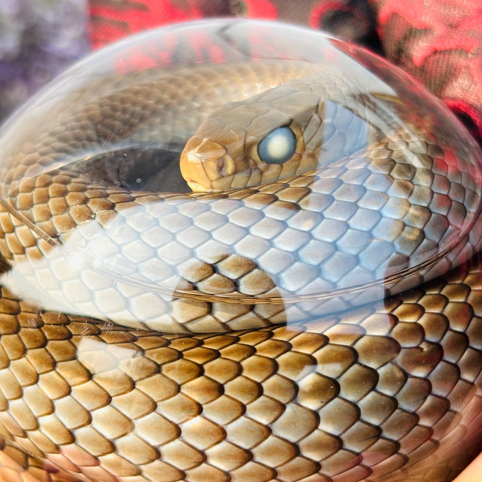 Spherical Sealed Genuine Snake Specimen, Animal Specimen, Reptile Wet ...