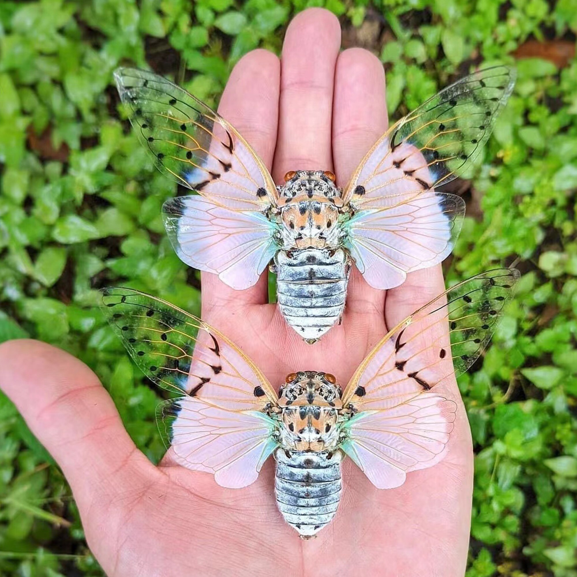 Real Cicada Spreading Its Wings, Frameless Specimen, Specimen That Can ...