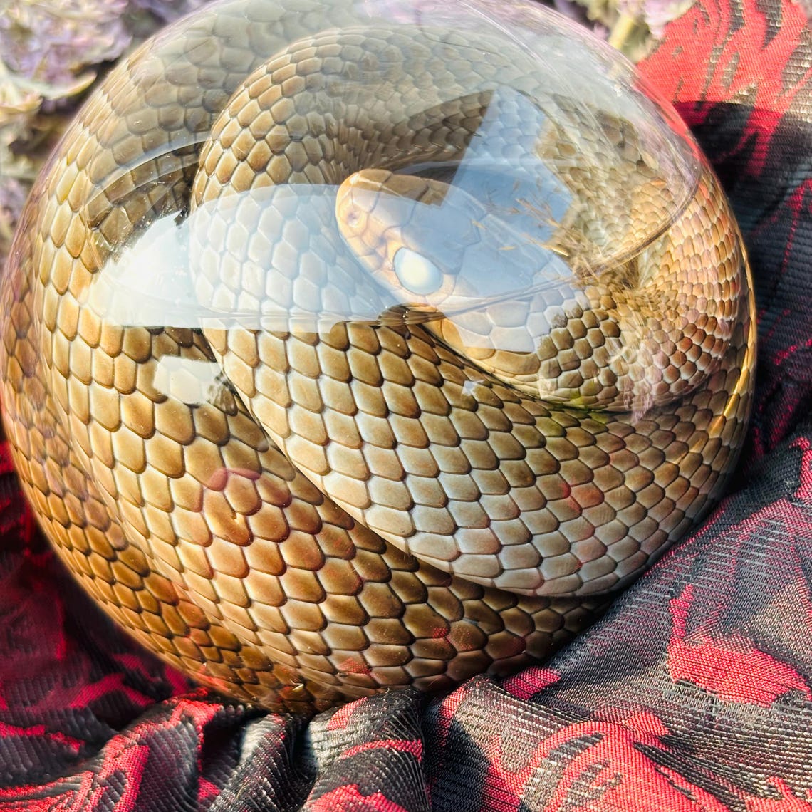 Spherical Sealed Genuine Snake Specimen, Animal Specimen, Reptile Wet ...