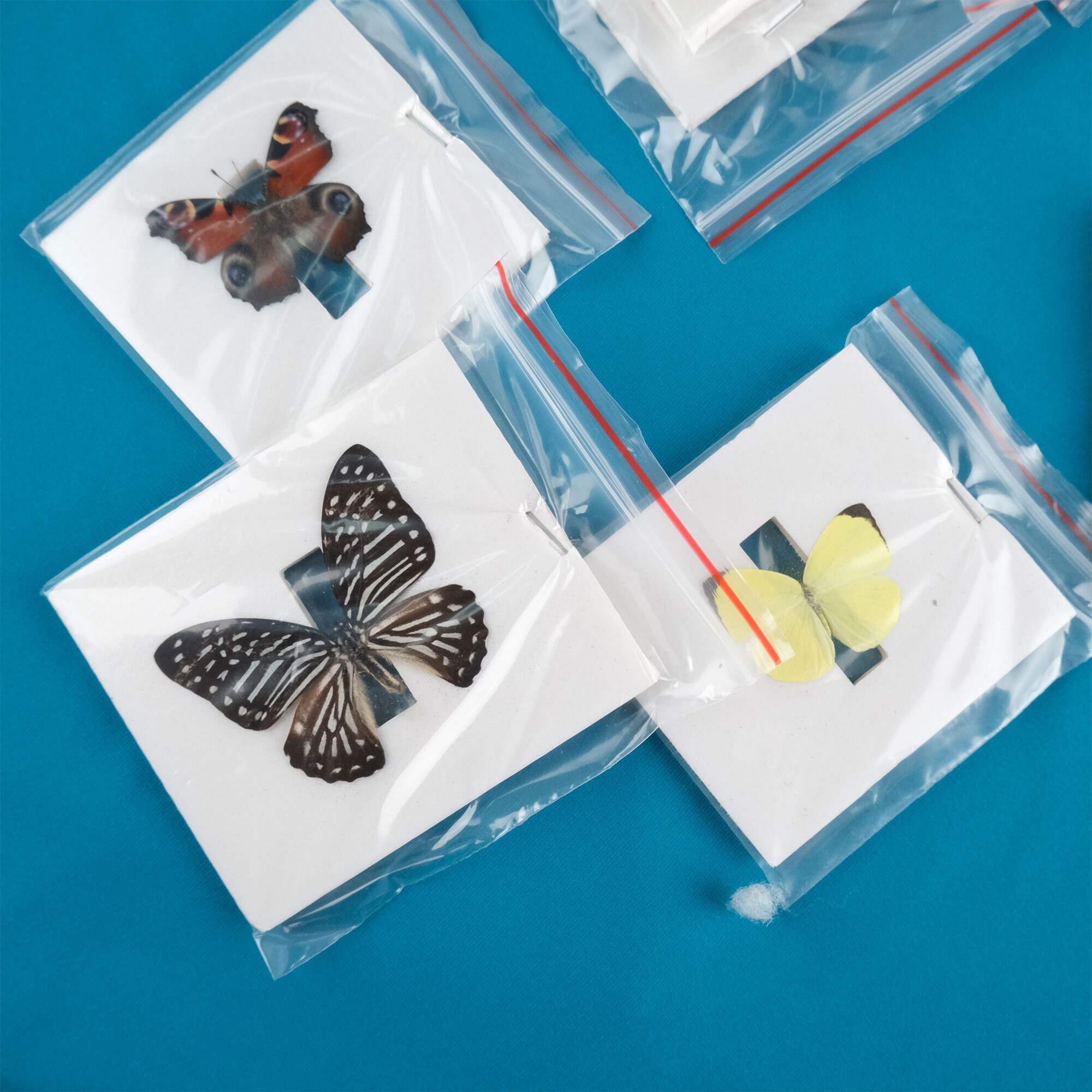 6 Random Real Butterfly Specimens, Handmade Wings Spread Butterfly ...
