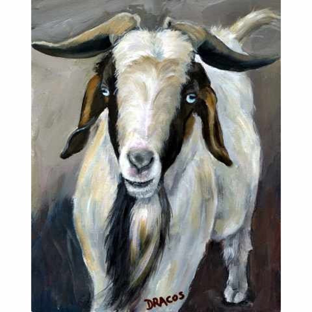 Boer Goat, Goat Art, Goats, Goat Art, Blue Eyes and Beard, White Goats ...