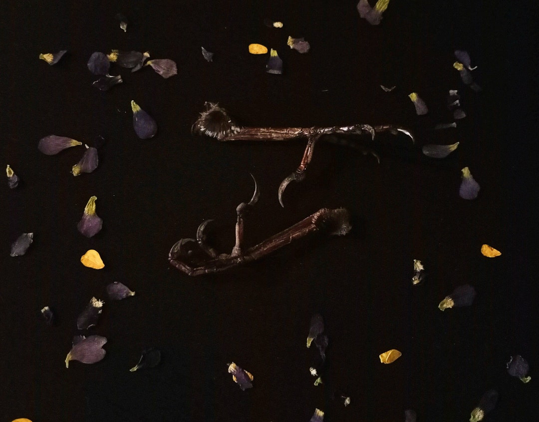 Starling Foot Salt Preserved Bird Foot Taxidermy - Etsy