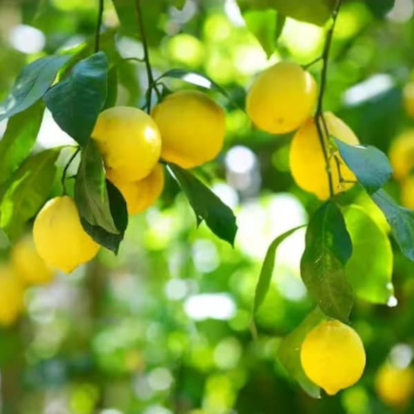Improved Meyer Lemon Tree Plant - Etsy