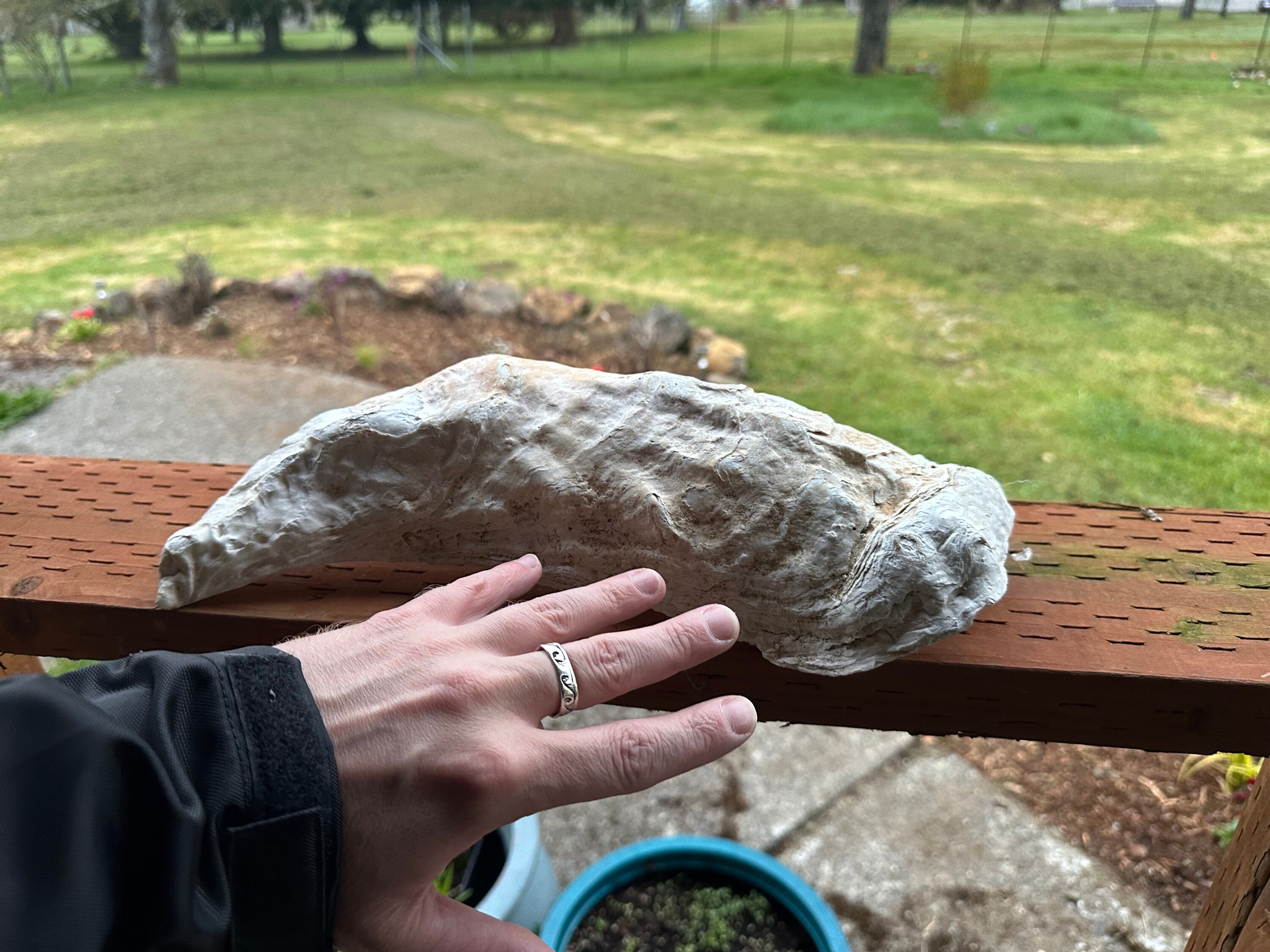 Rare Giant Pacific Oyster Shell (crassostrea Gigas). 14” - Etsy
