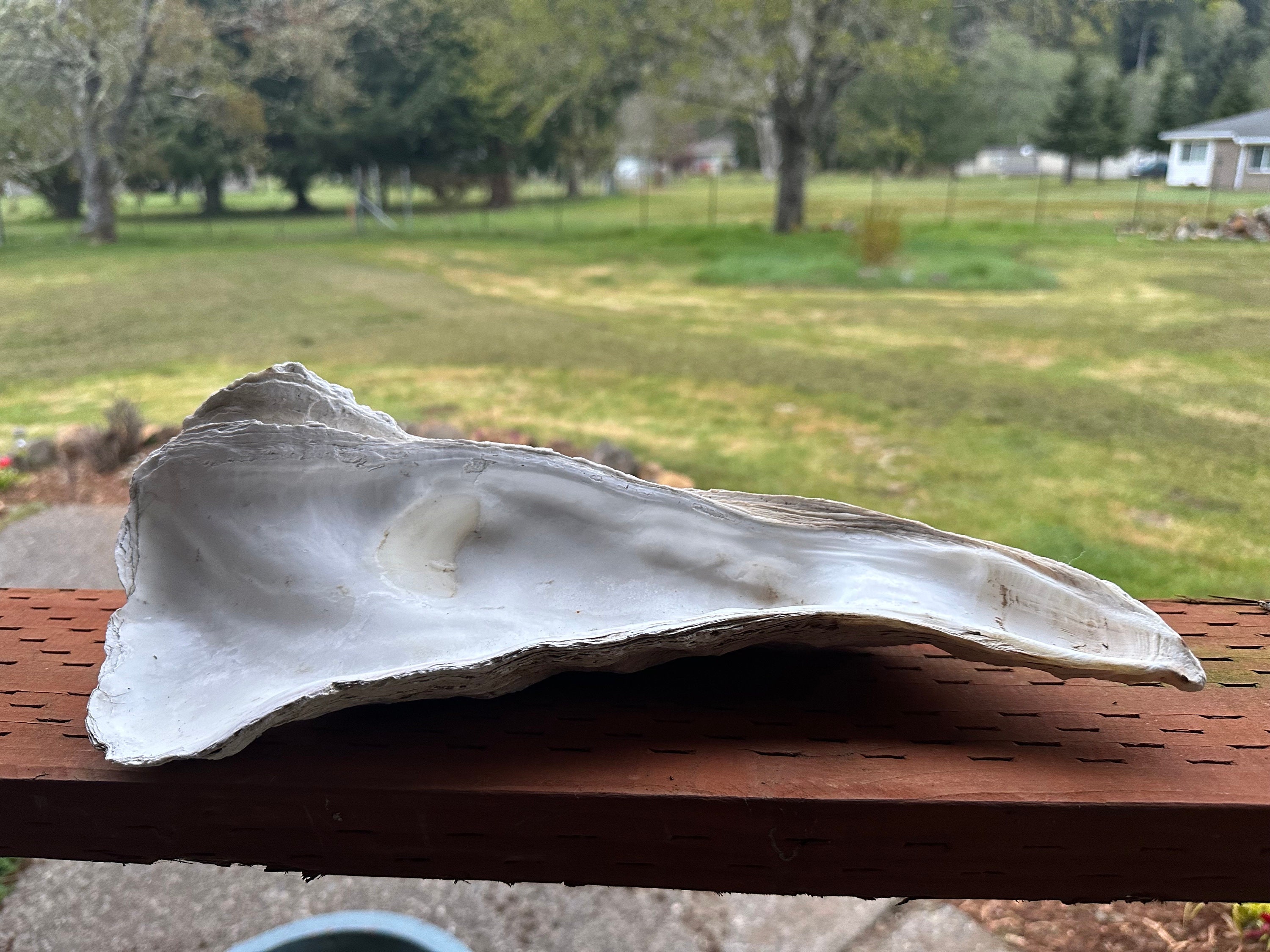 Rare Giant Pacific Oyster Shell (crassostrea Gigas). 14” - Etsy