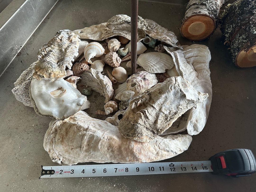 Rare Giant Pacific Oyster Shell (crassostrea Gigas). 14” - Etsy
