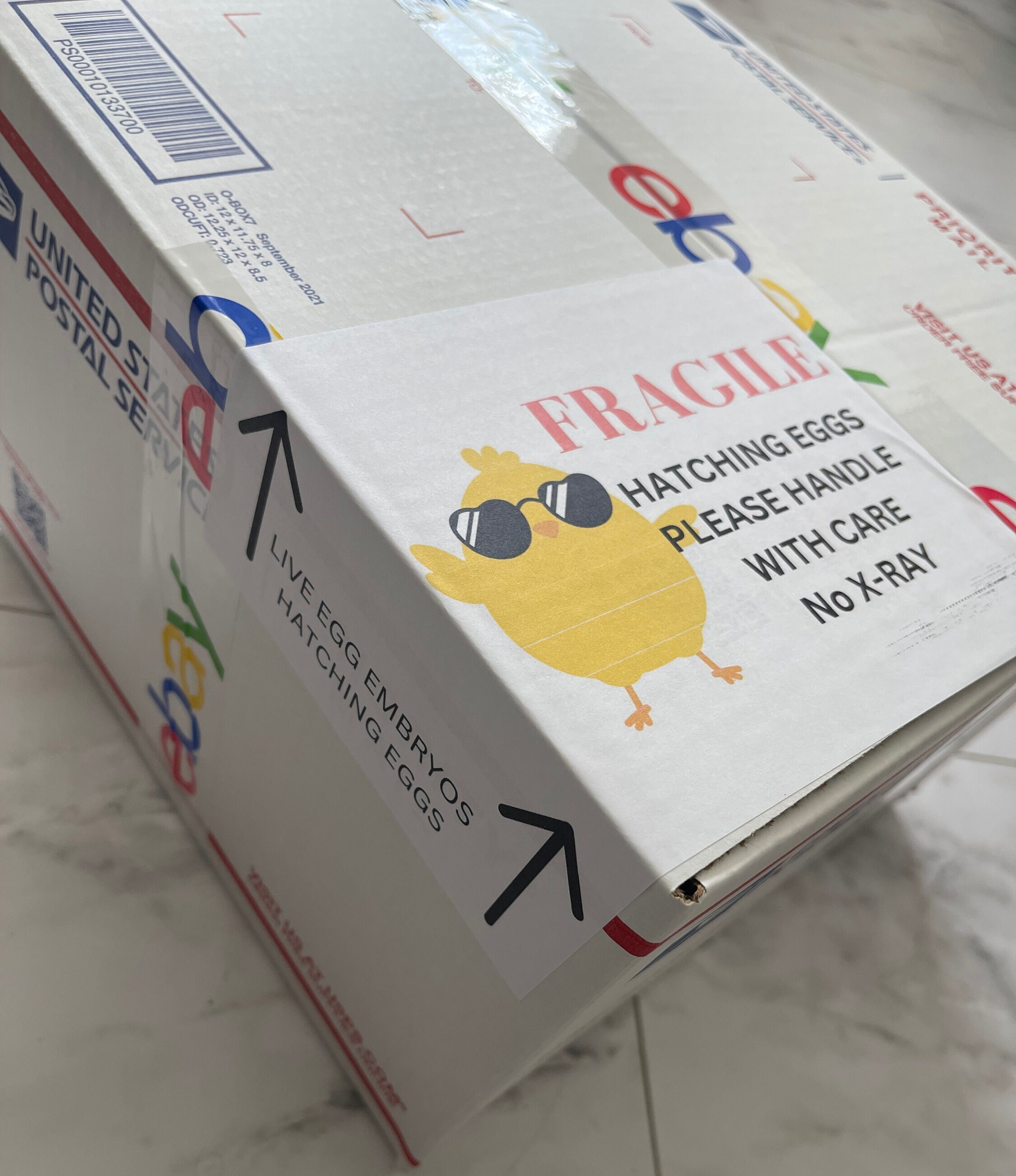 Hatching Eggs Shipping Labels Stickers FRAGILE Chicken Eggs - Etsy