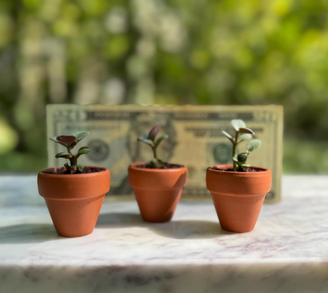 MICRO MINI *real* Baby Jade Plants & Terracotta Pots Set of 6 | SUPER ...