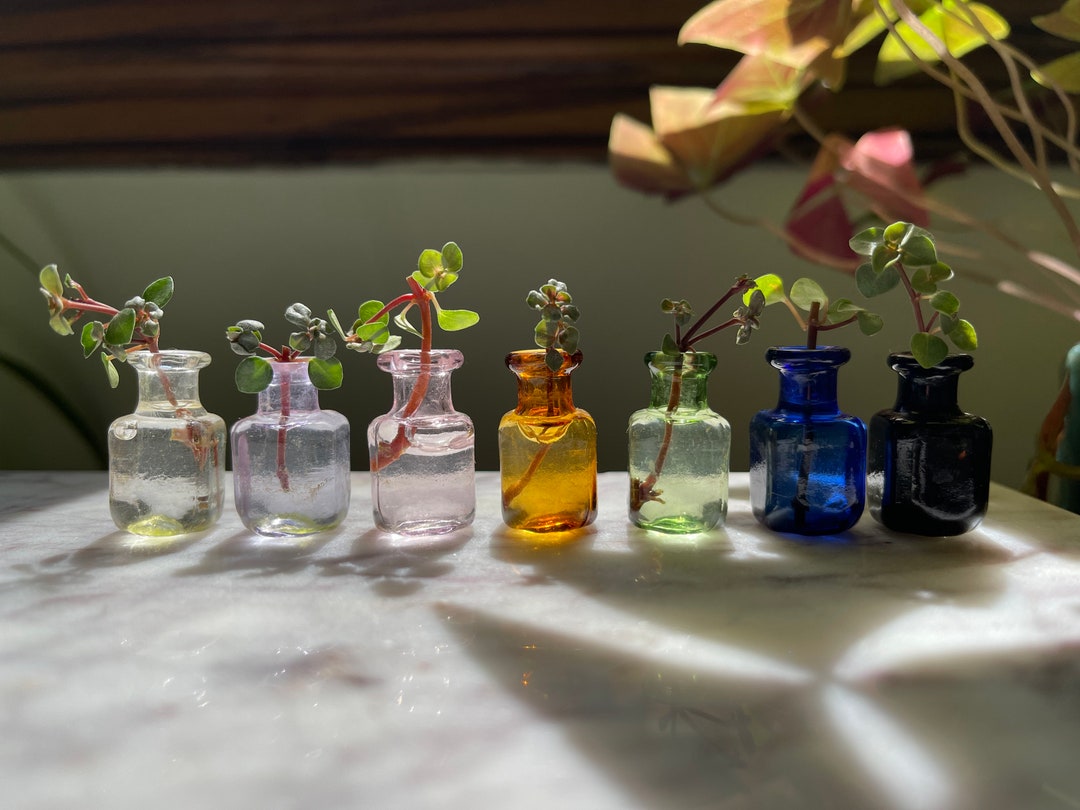 MICRO Miniature 7 Colored Glass Bottles Propagation Set With Optional ...