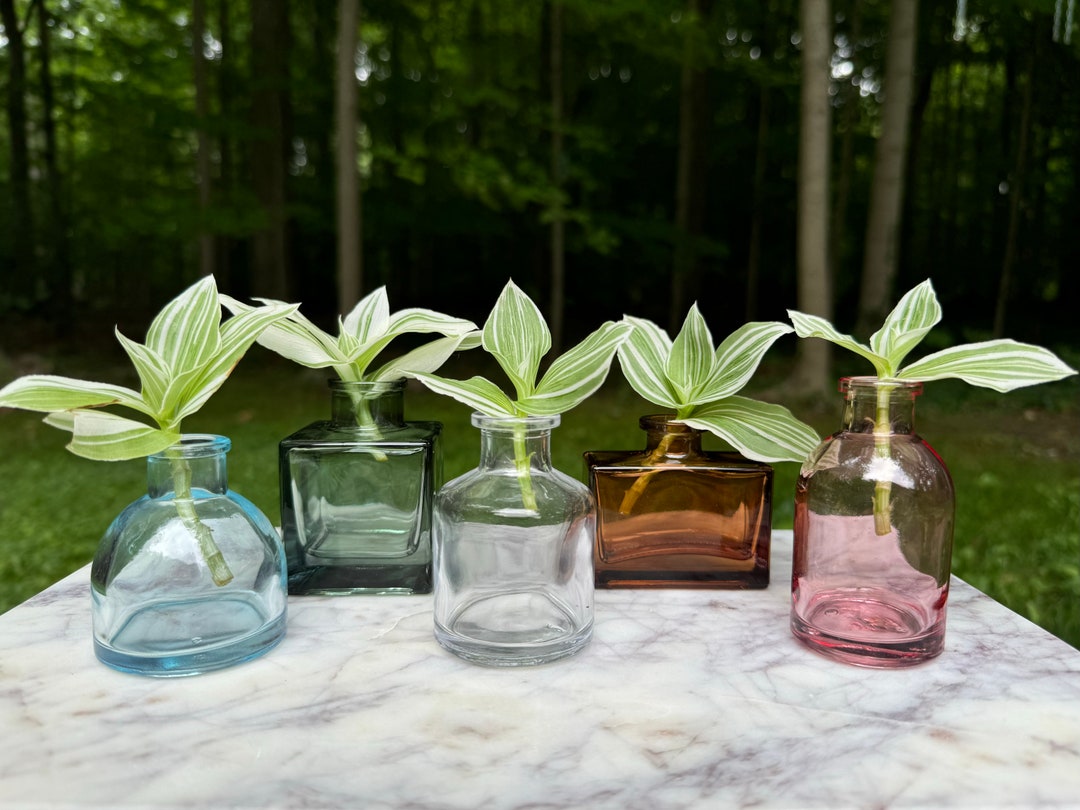 Small Propagation Set W/optional Plant Cuttings! | Glass Bud Vase Set ...