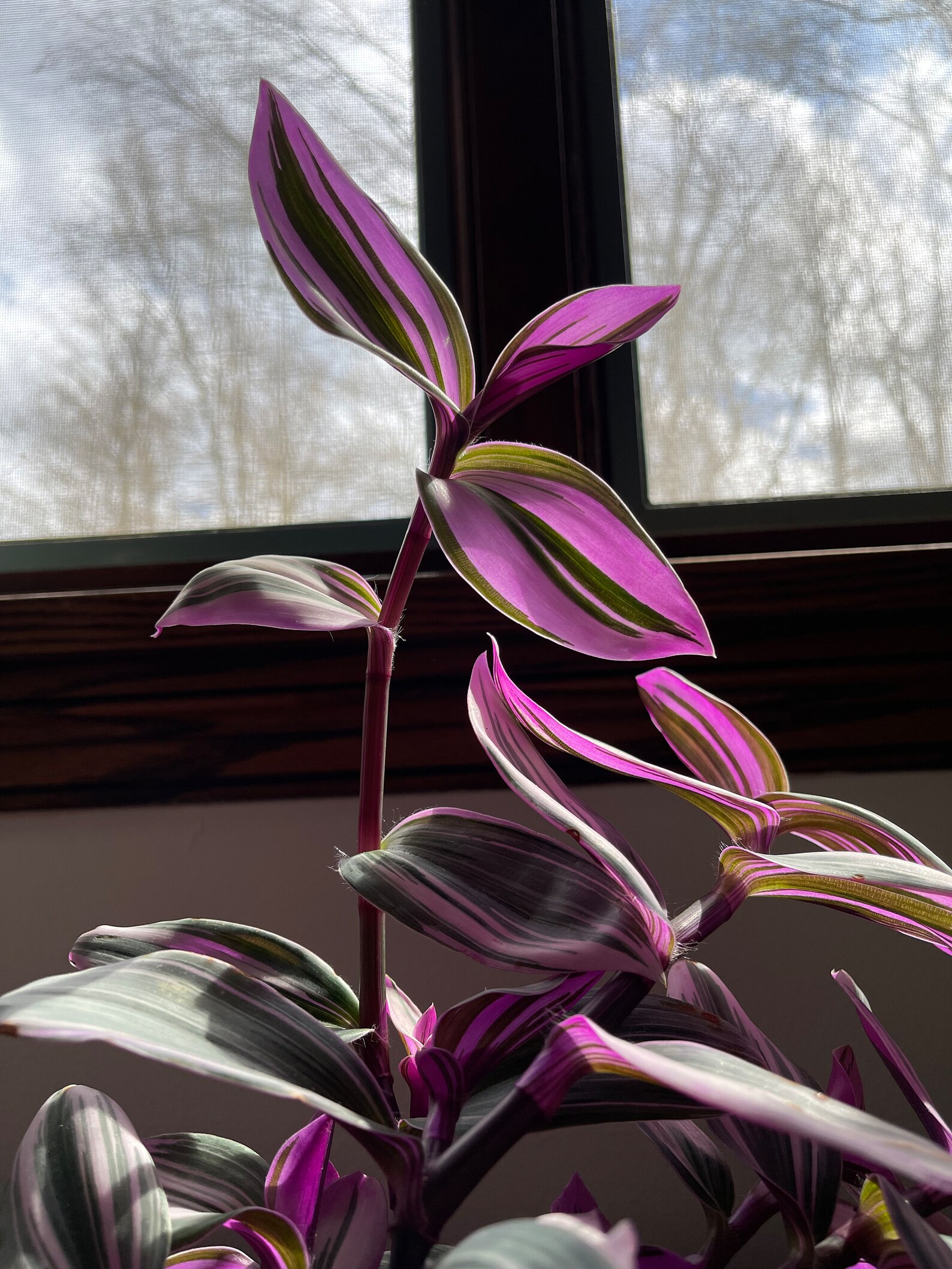 Tradescantia Pink Nanouk 10 Cuttings Tradescantia Albiflora 10 Cuttings ...