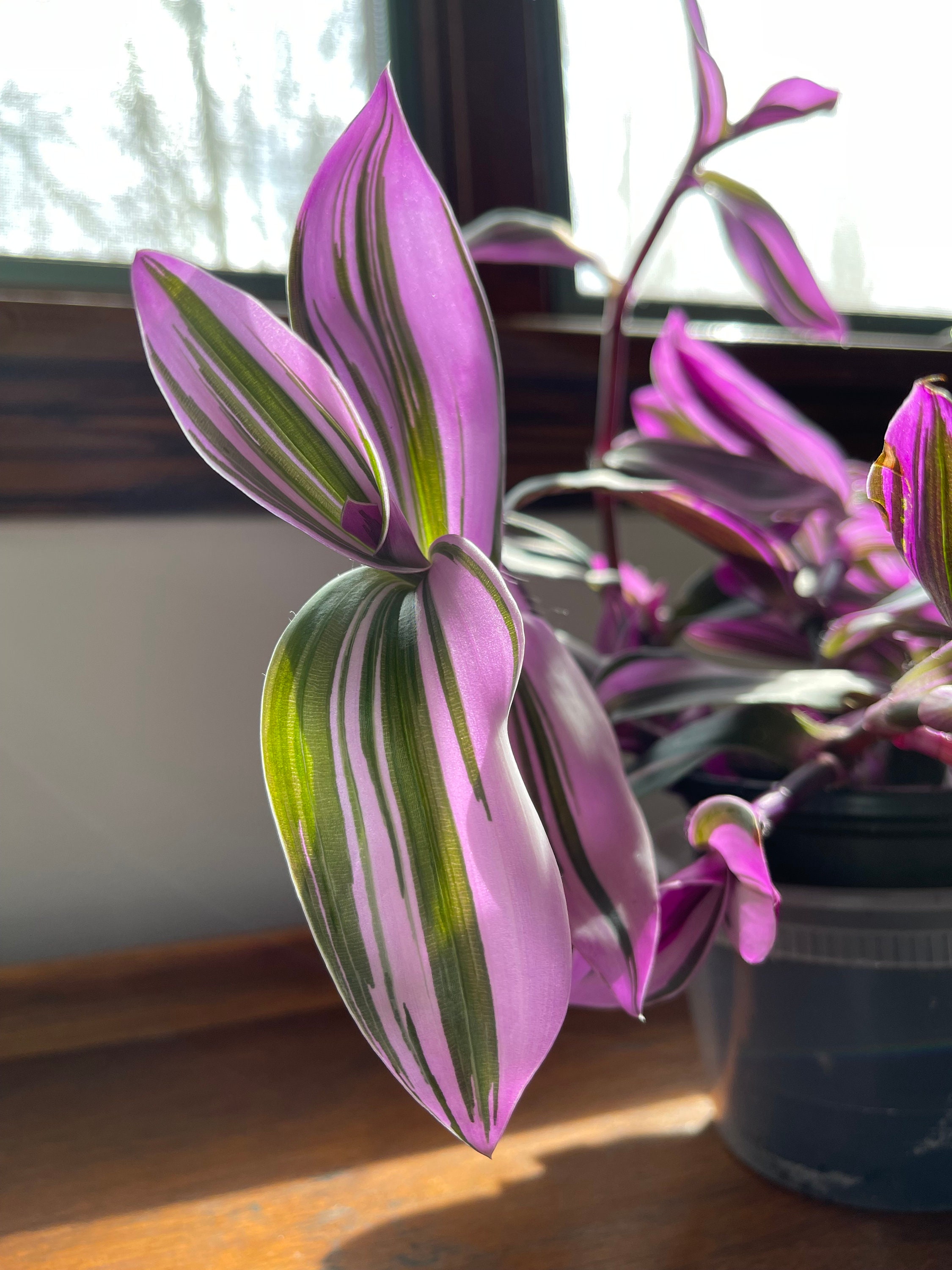 Tradescantia Pink Nanouk 10 Cuttings Tradescantia Albiflora 10 Cuttings ...