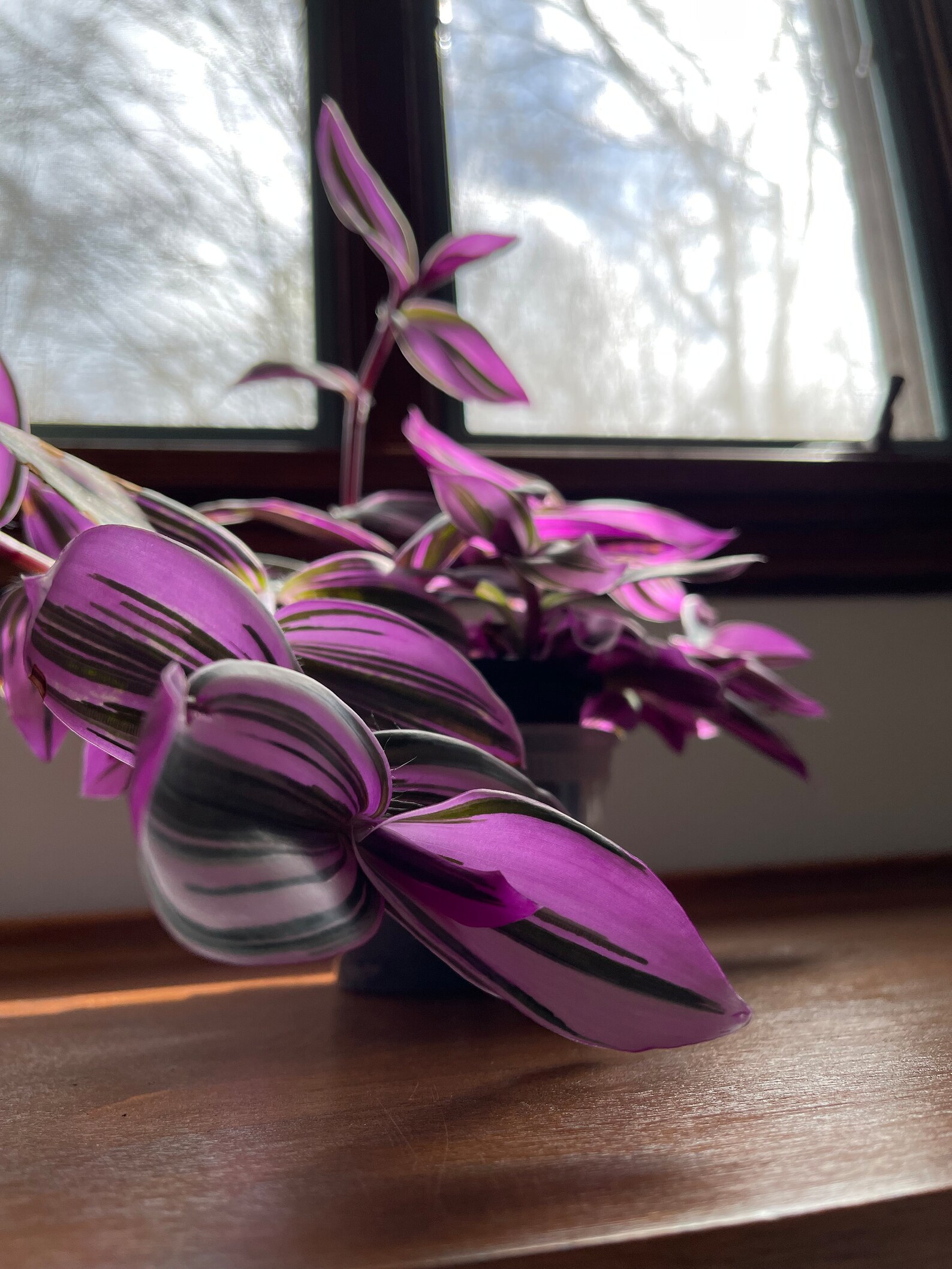 Tradescantia Pink Nanouk 10 Cuttings Tradescantia Albiflora 10 Cuttings ...