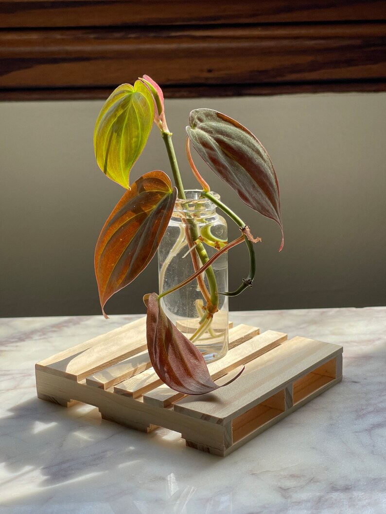 Miniature Wooden Pallets Tiny Wood Pallets Mini Wood Pallet Coasters - Etsy