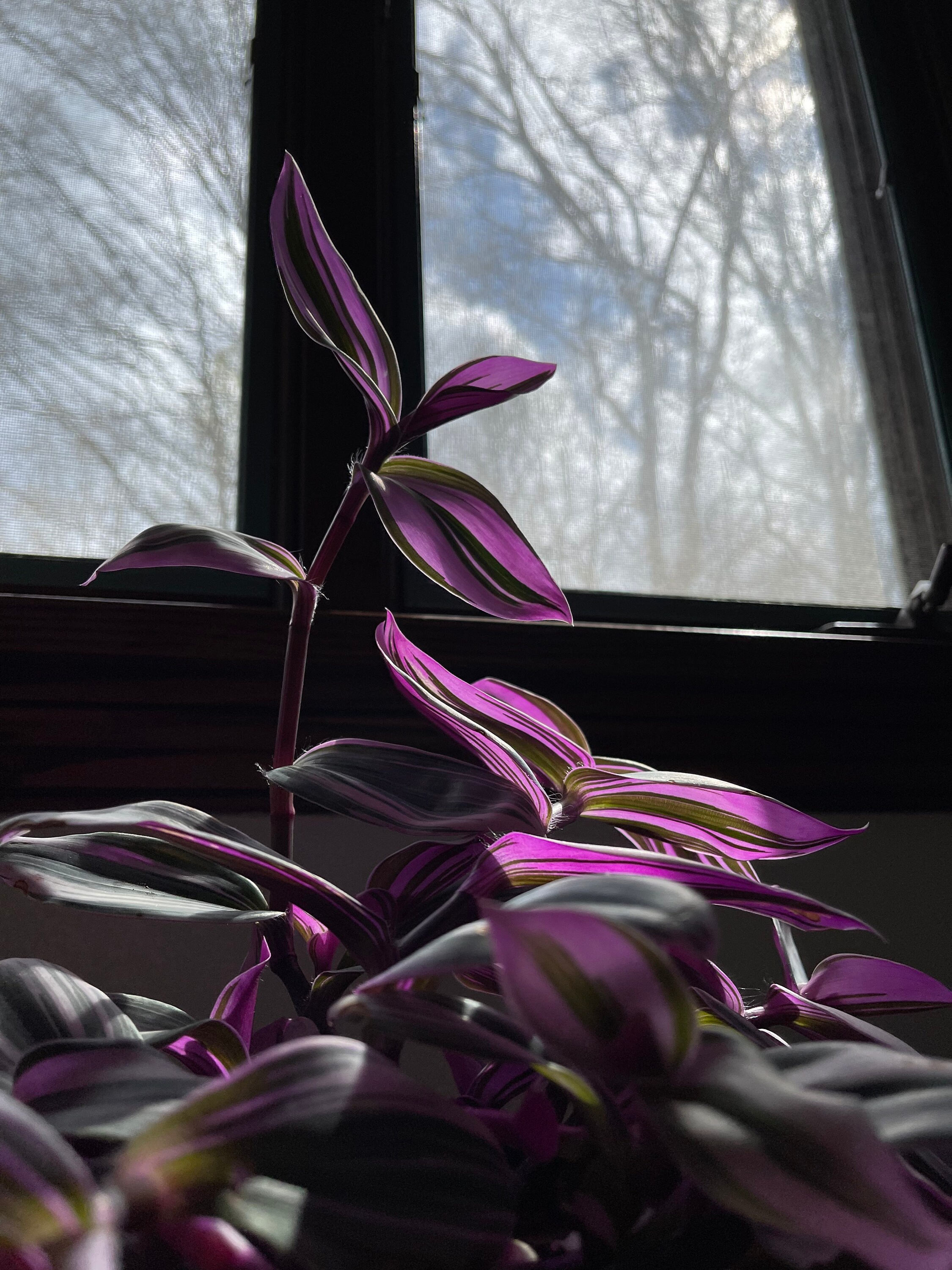 Tradescantia Pink Nanouk 10 Cuttings Tradescantia Albiflora 10 Cuttings ...