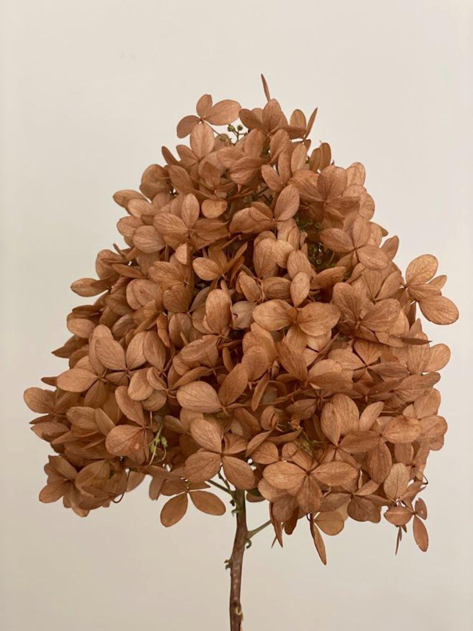 SM/MD Bouquet Desert Orange Hydrangeas - Etsy
