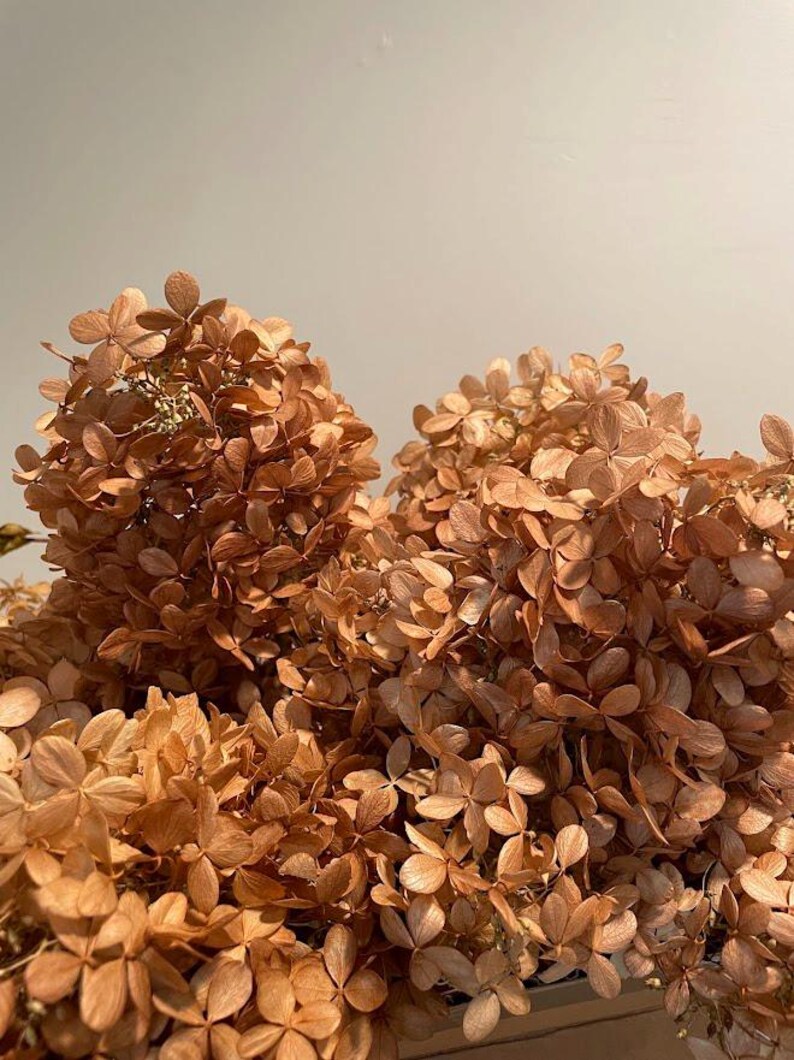 SM/MD Bouquet Desert Orange Hydrangeas - Etsy