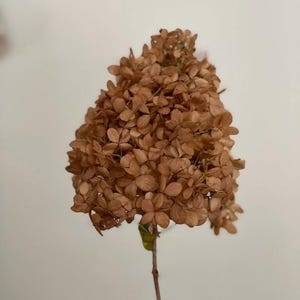 SM/MD Bouquet Desert Orange Hydrangeas - Etsy