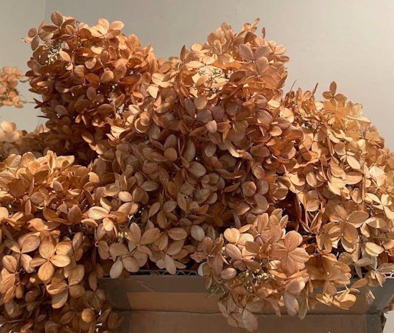 SM/MD Bouquet Desert Orange Hydrangeas - Etsy