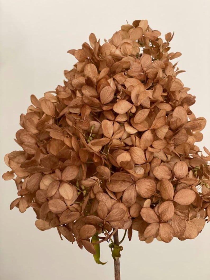 SM/MD Bouquet Desert Orange Hydrangeas - Etsy
