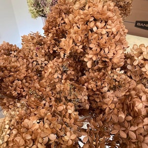 SM/MD Bouquet Desert Orange Hydrangeas - Etsy