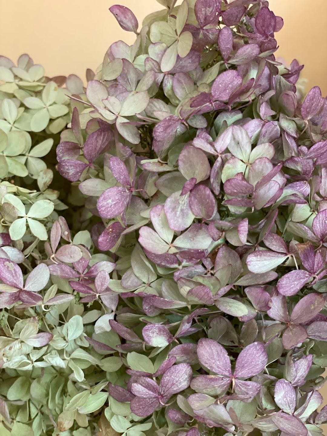 3 LARGE Grape/lime Hydrangeas - Etsy