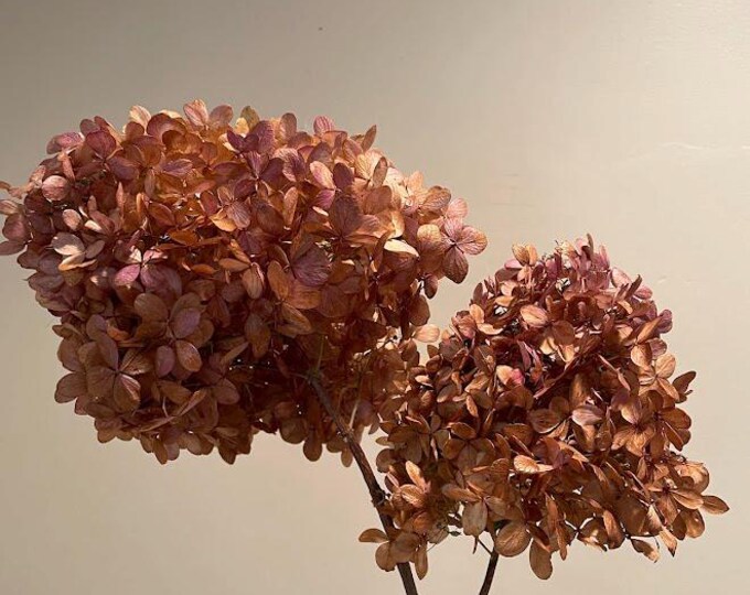 2 XL Champange Muave Hydrangeas - Etsy