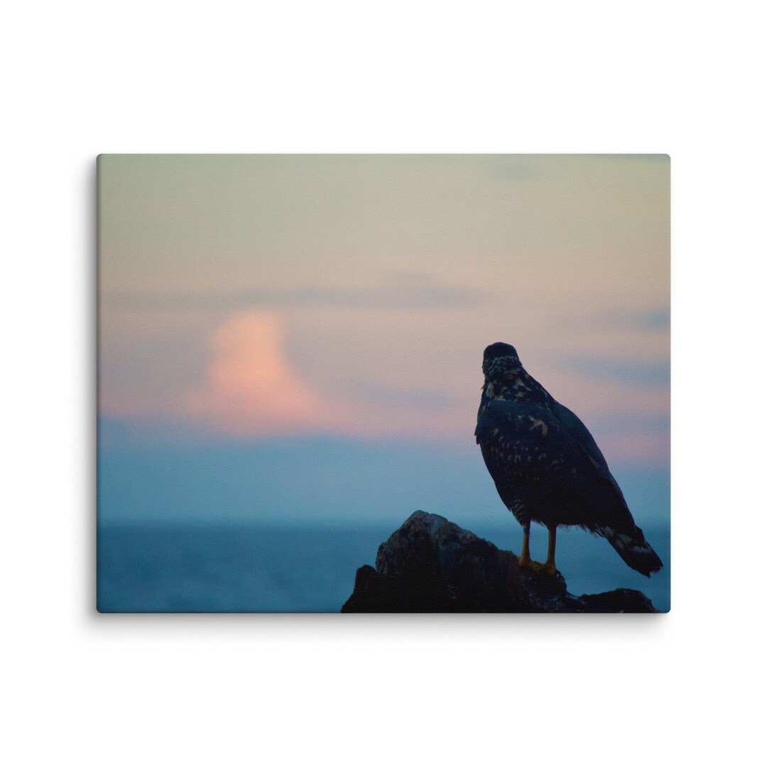 Costa Rican Dusk: Hawk Silhouette Overlooking Sea Turtle Hatch - Beach ...