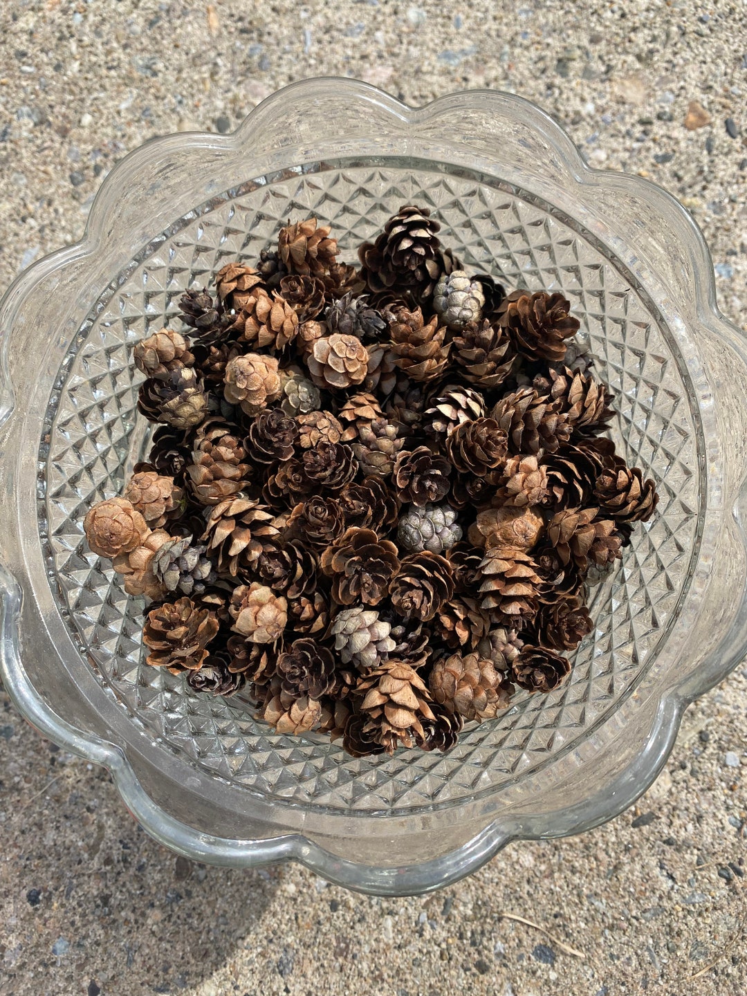Hemlock Mini Pinecones - Etsy