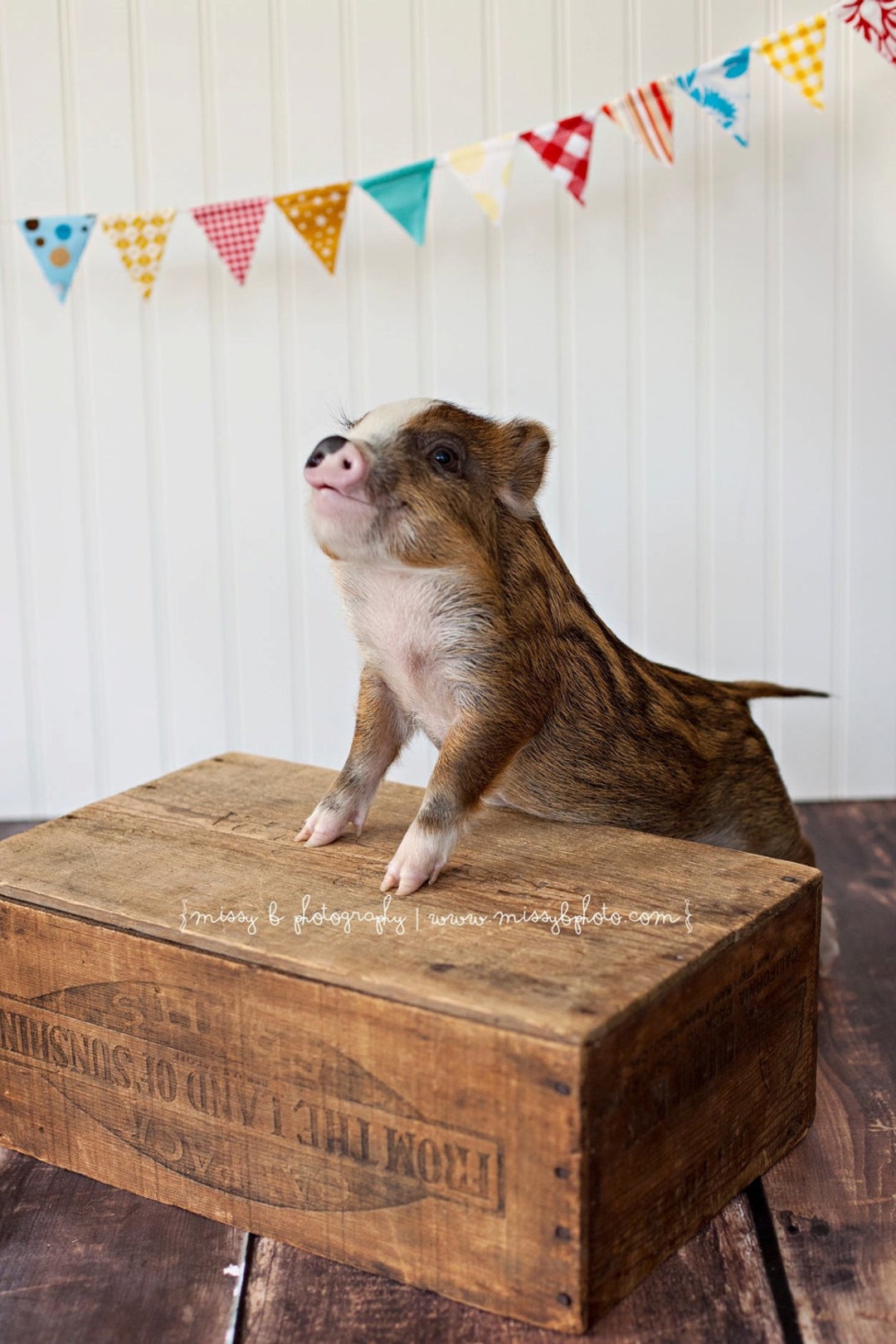 Mini Flags for BOYS, Birthday Decoration, Photo Prop. A Strand of 12 ...