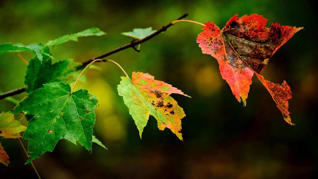 Maple Leaves Changing Color, 17”x29”, Wall Art, Fine Art Photo Print ...