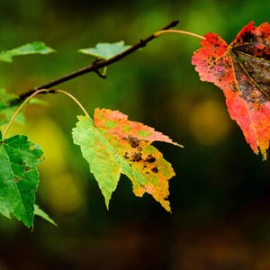Maple Leaves Changing Color, 17”x29”, Wall Art, Fine Art Photo Print ...