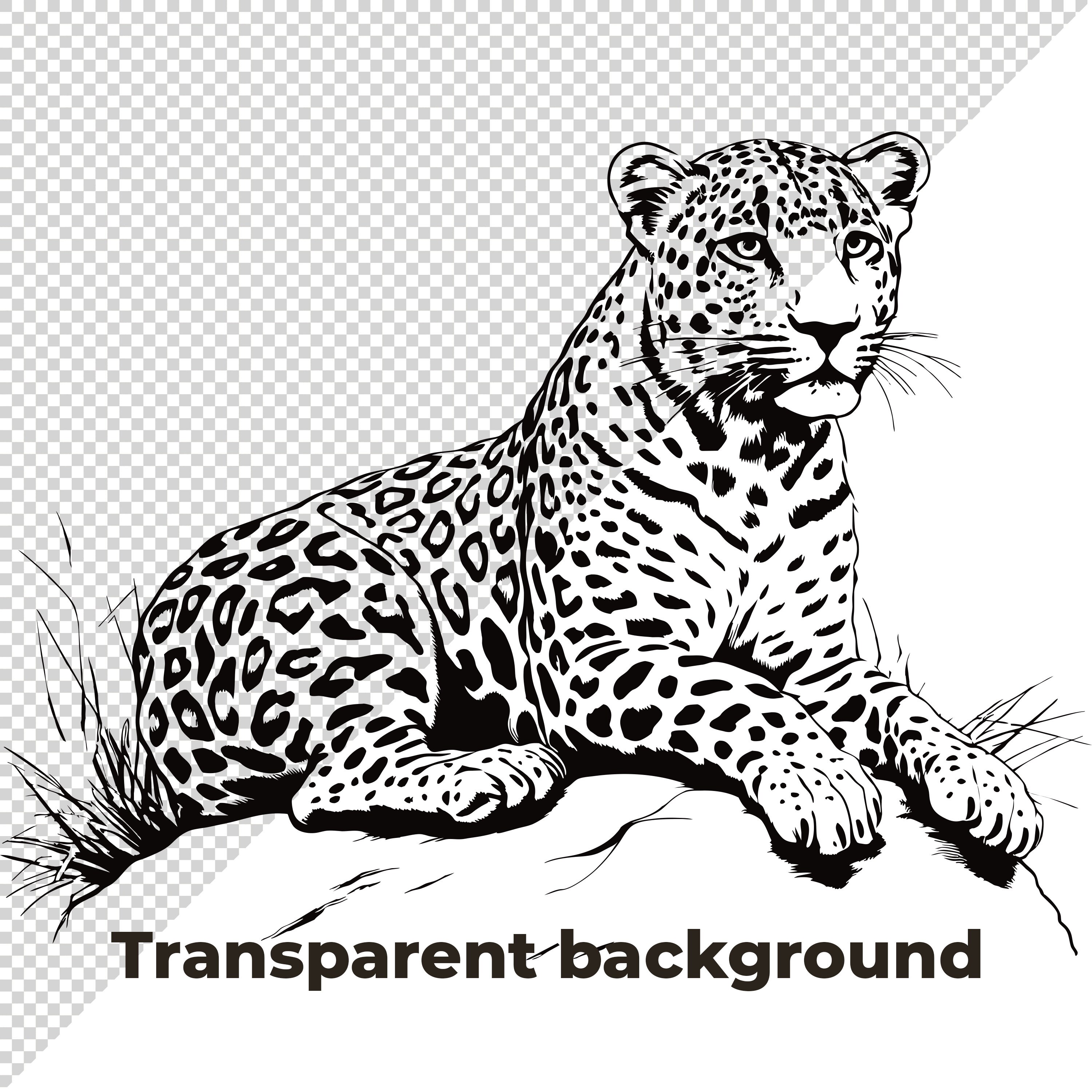 Leopard SVG Vintage Leopard Bundle 35 Vector Illustrations Svg, Eps, Ai ...