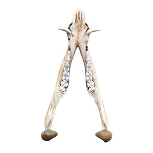 Real Wild Boar Pig Jaw With Medium Tusks Pig Teeth Man Cave Statement ...