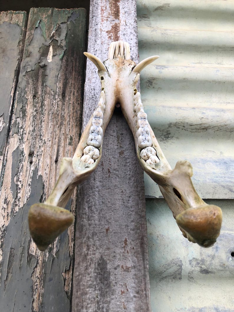 Real Wild Boar Pig Jaw With Medium Tusks Pig Teeth Man Cave Statement ...