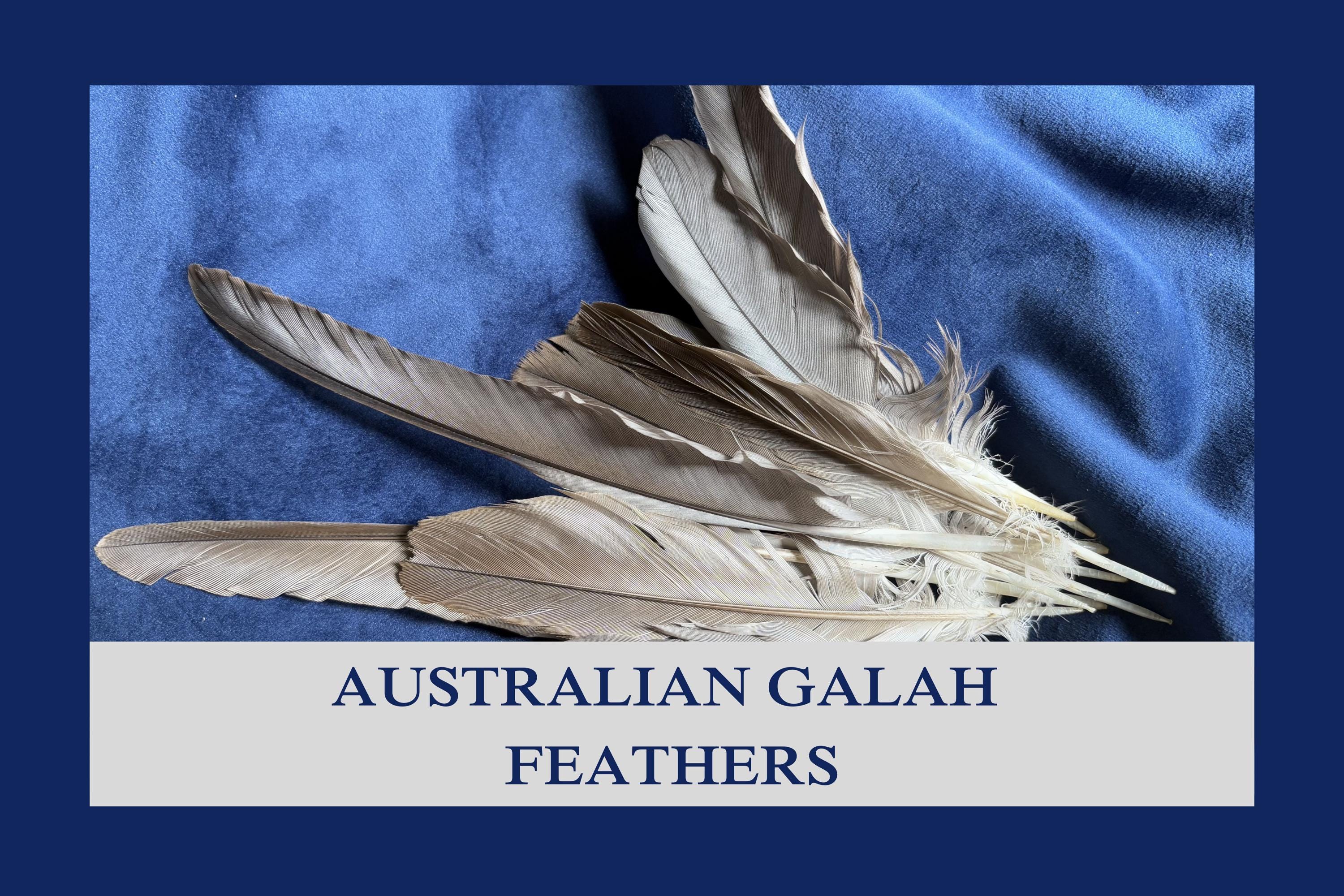 Australian Galah Feathers for Craft Projects Sensory Play Item for ...