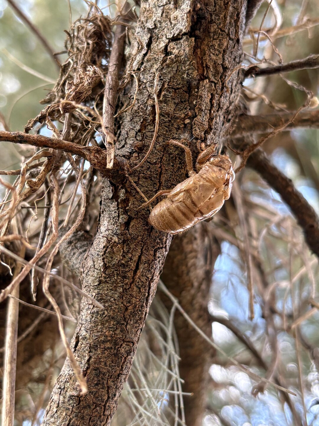 Cicada Exoskeleton Cicada Shell Real Insects in Resin Specimen Unique ...