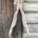 Real Wild Boar Pig Jaw With Medium Tusks Pig Teeth Man Cave Statement ...