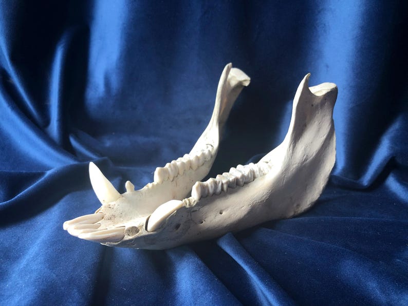 Real Wild Boar Pig Jaw With Medium Tusks Pig Teeth Man Cave Statement ...