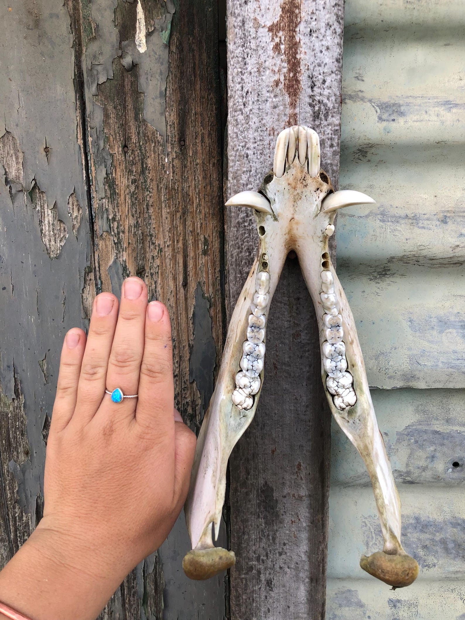 Real Wild Boar Pig Jaw With Medium Tusks Pig Teeth Man Cave Statement ...