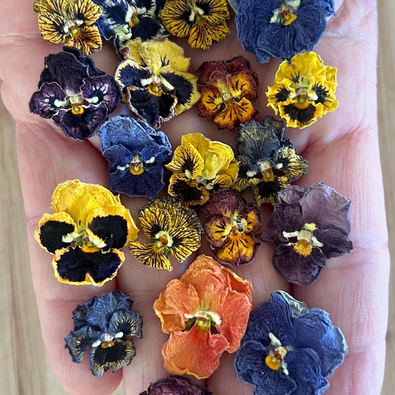 Viola Flower Decoration - Etsy