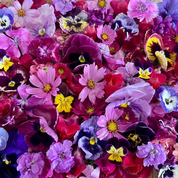 Edible Garnish Flowers - Etsy