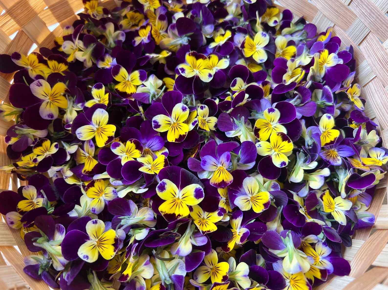 200 Fresh Edible Viola Flowers - Etsy