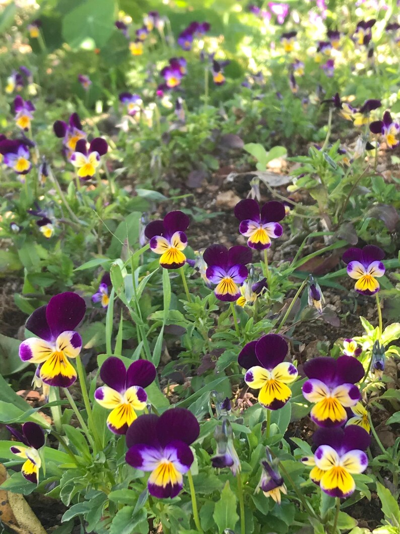 200 Fresh Edible Viola Flowers - Etsy