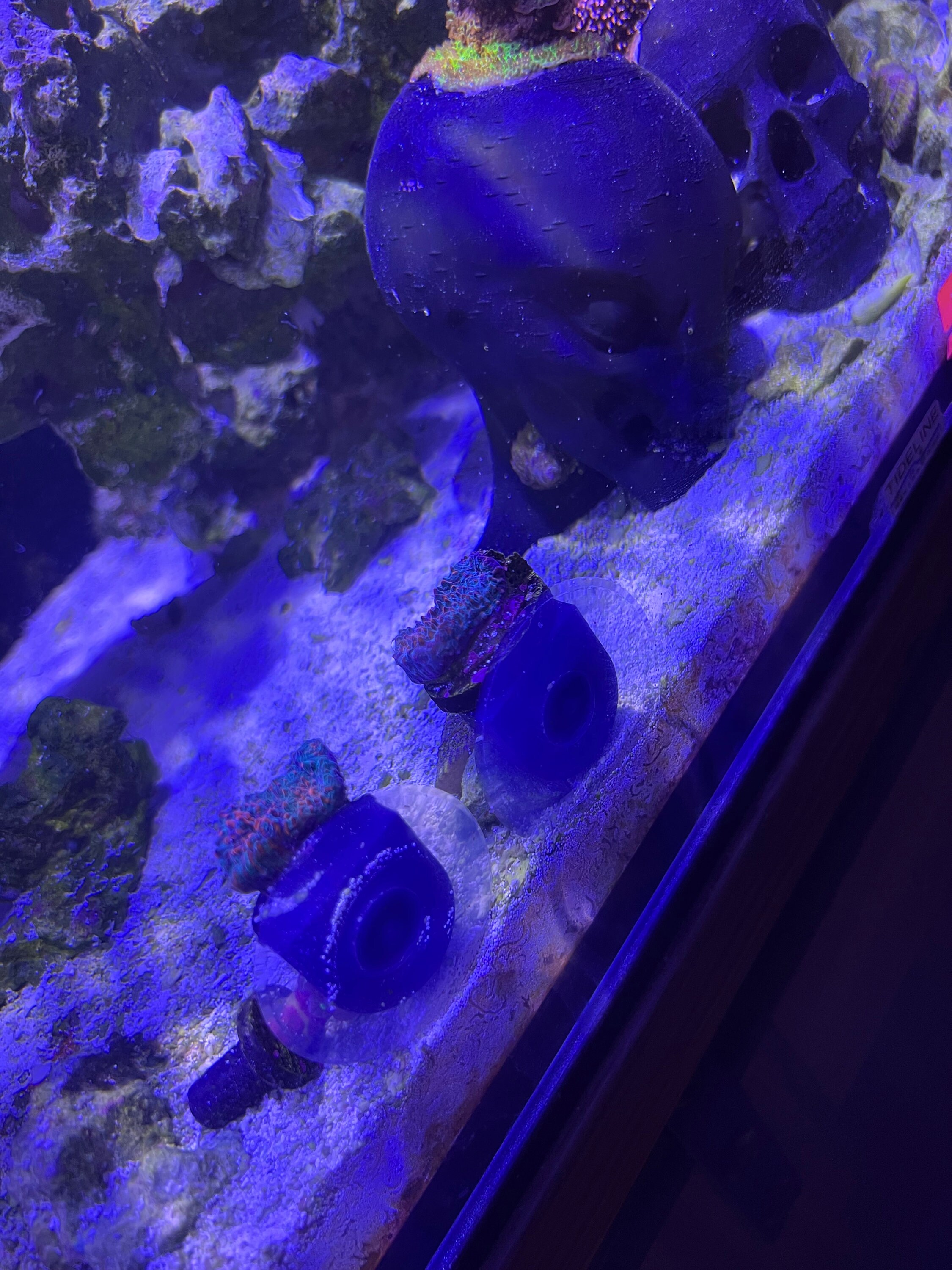 Nano Single Plug Frag Rack - Etsy