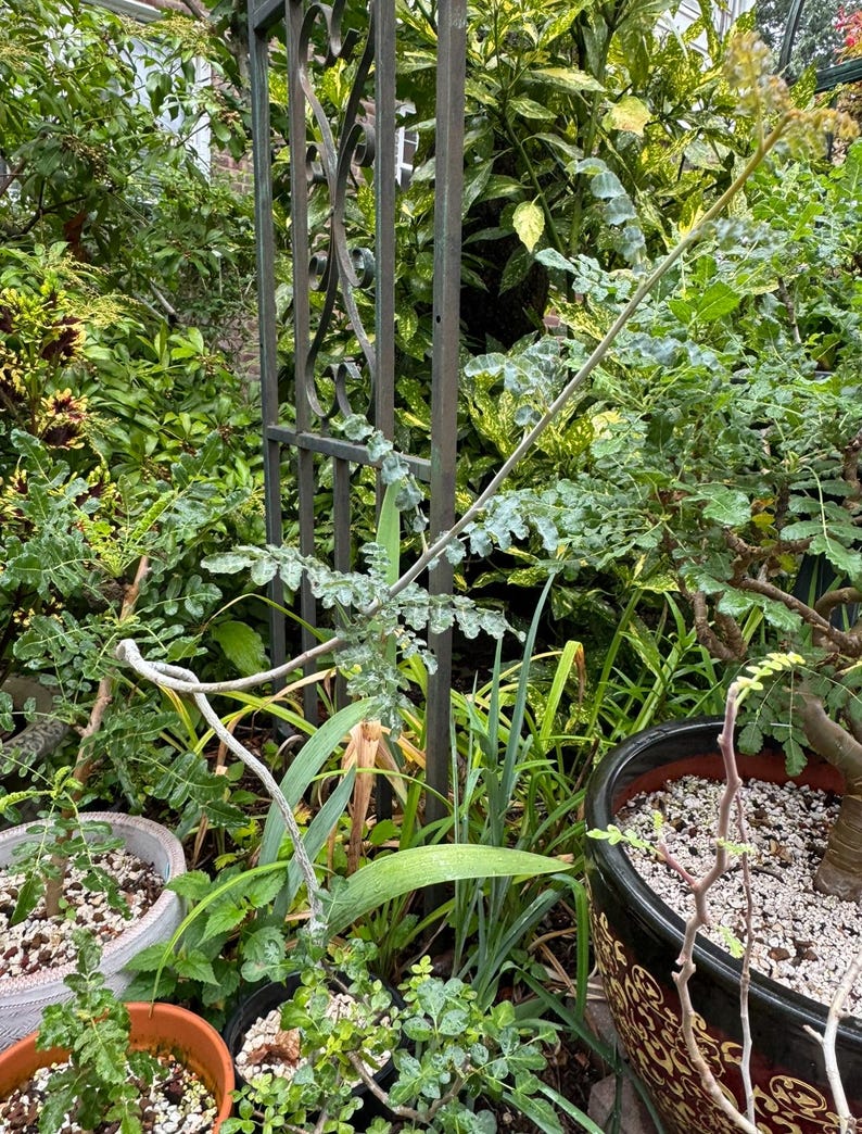 Boswellia Dioscoridis - Socotran Frankincense Plant - Succulent Caudex ...