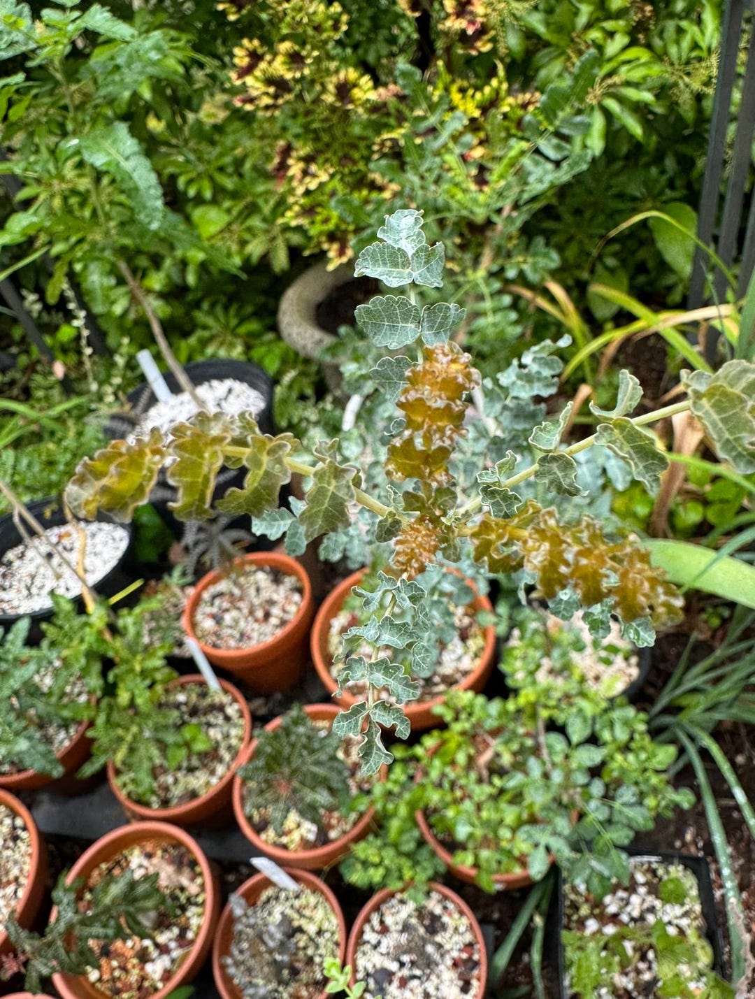 Boswellia Dioscoridis - Socotran Frankincense Plant - Succulent Caudex ...