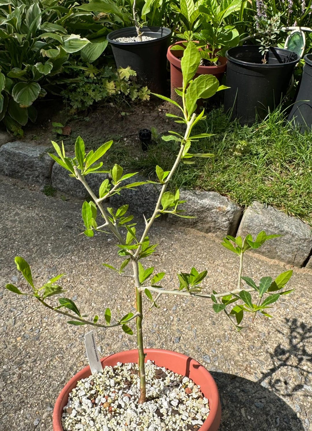 Commiphora Schimperi - Rare Myrrh Tree - Resin Incense Tree - Etsy