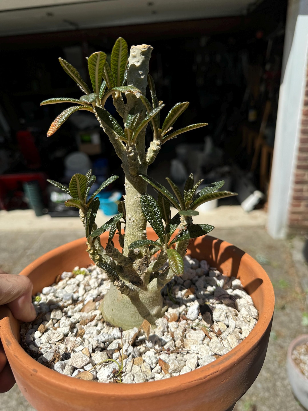 Dorstenia Gigas LARGE - Socotran Fig Succulent Caudex Tree - Etsy