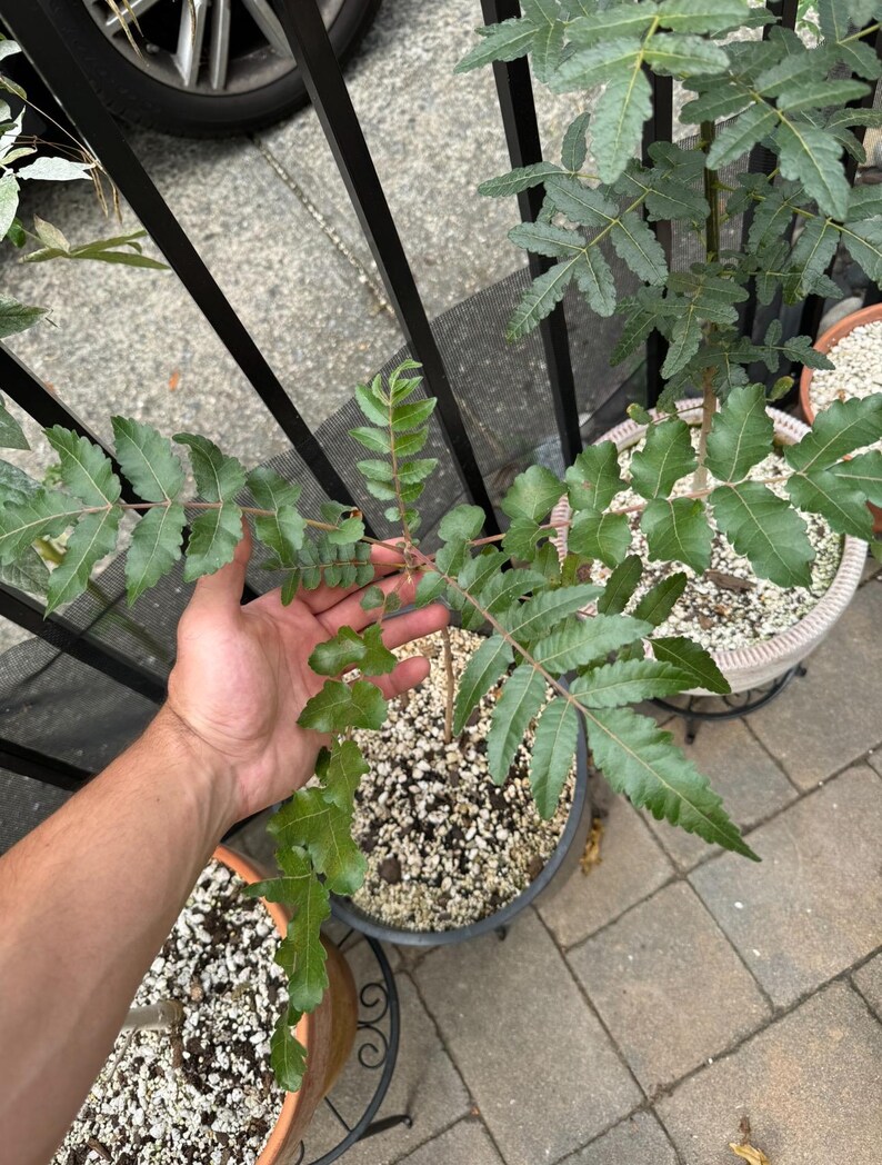 Boswellia Serrata Live Plant - Indian Frankincense Tree - Resin Incense ...
